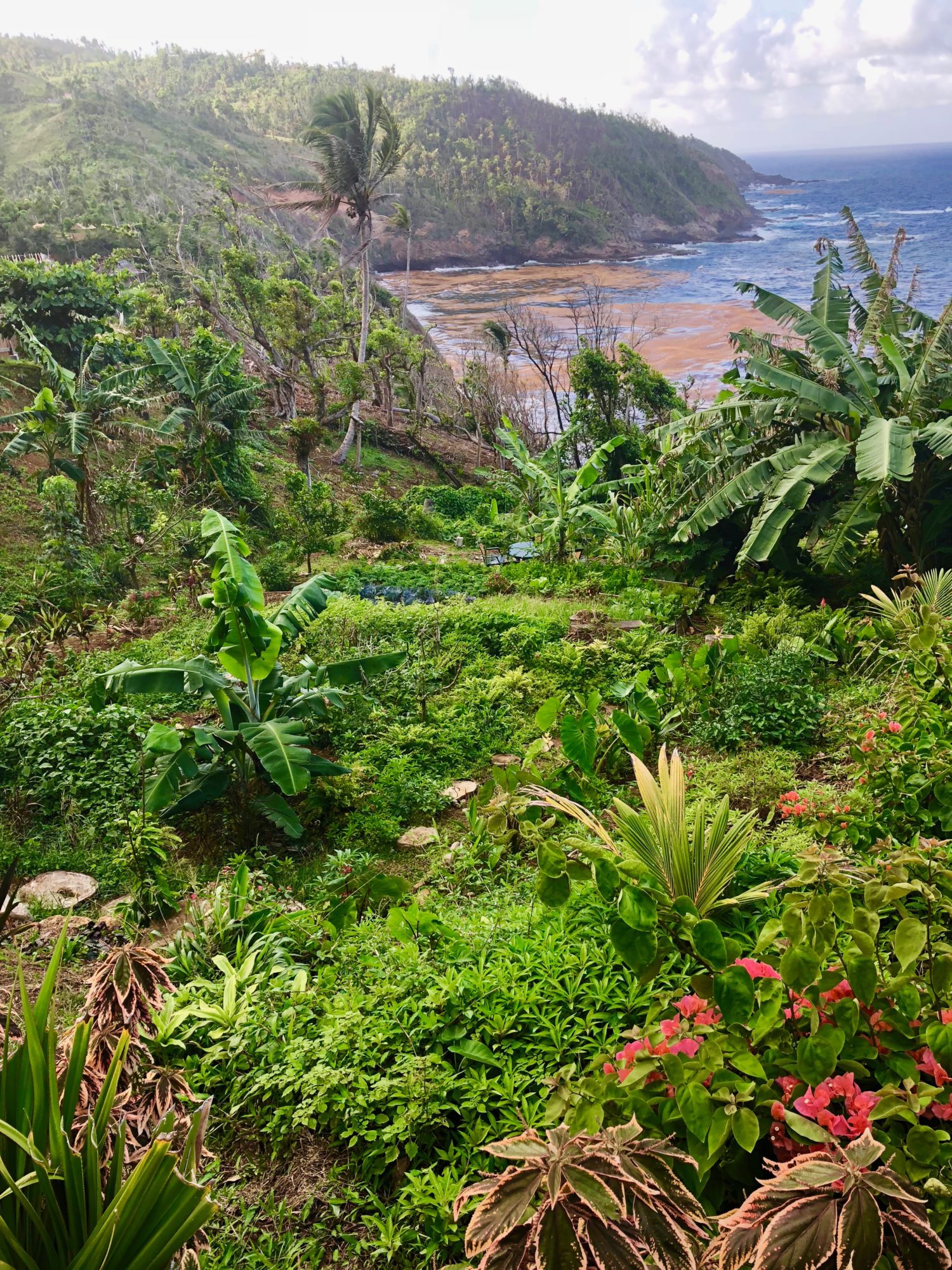 Lessons in Resilience Planning from the Tribal Chief of the Kalinago ...