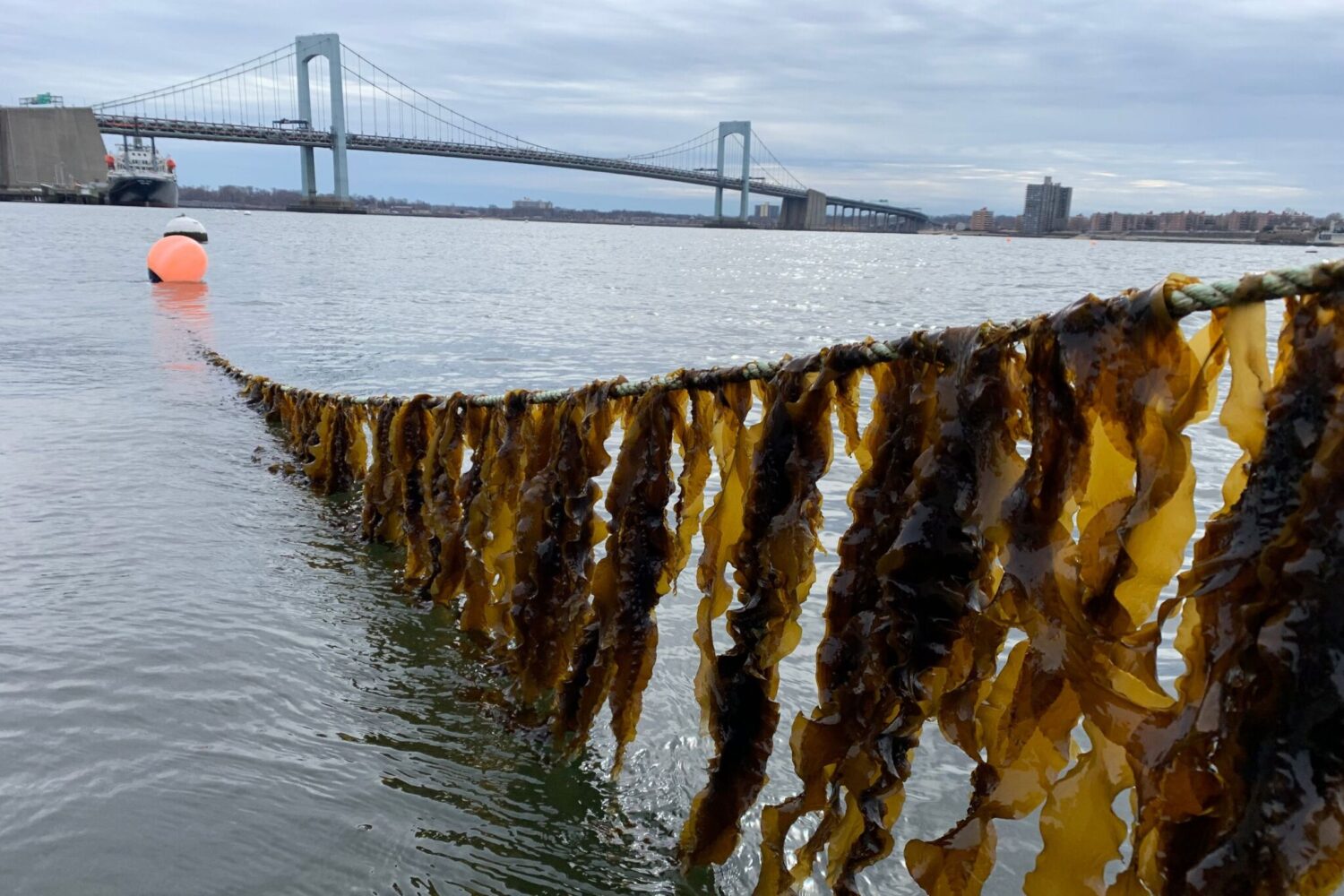 Kelp Farming May Help Clean New York’s Polluted Waterways and Fight ...