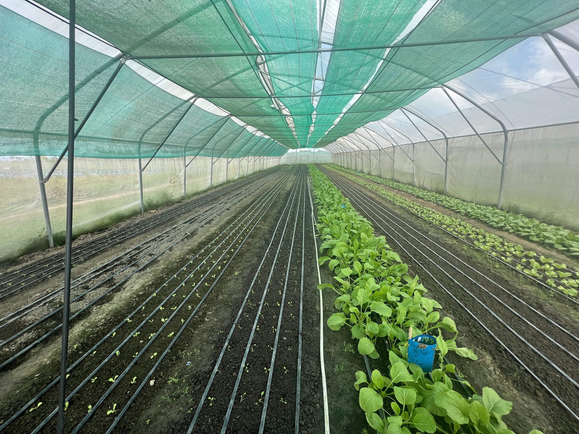 A Model for a Healthier, Adaptive Approach to Community Development ...